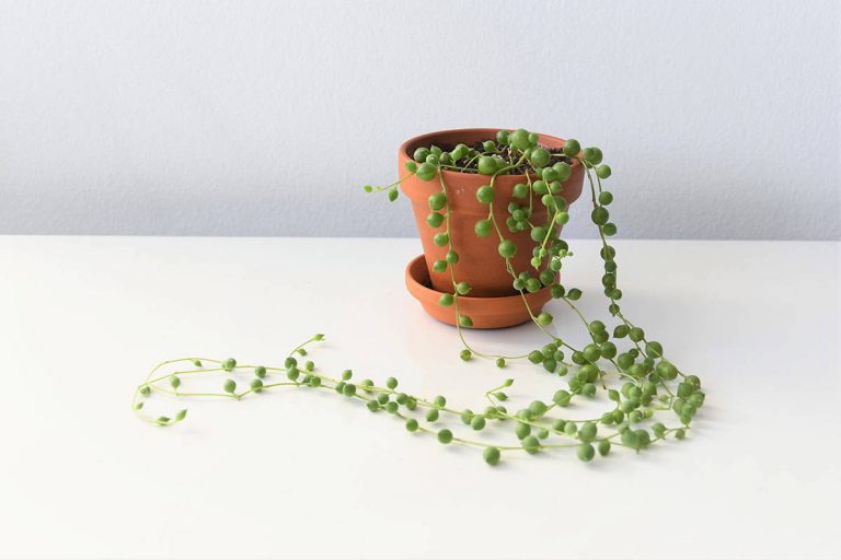 21 Unusual Houseplants That Are Anything But Extraordinary - Plantglossary