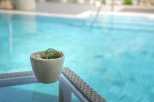 20 Best Plants Around the Pool - Plantglossary