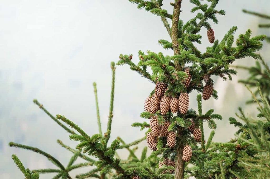 30 Different Types of Pine Trees You Can Grow - Plantglossary