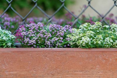 20 Best Flowers for Your Window Boxes - Plantglossary