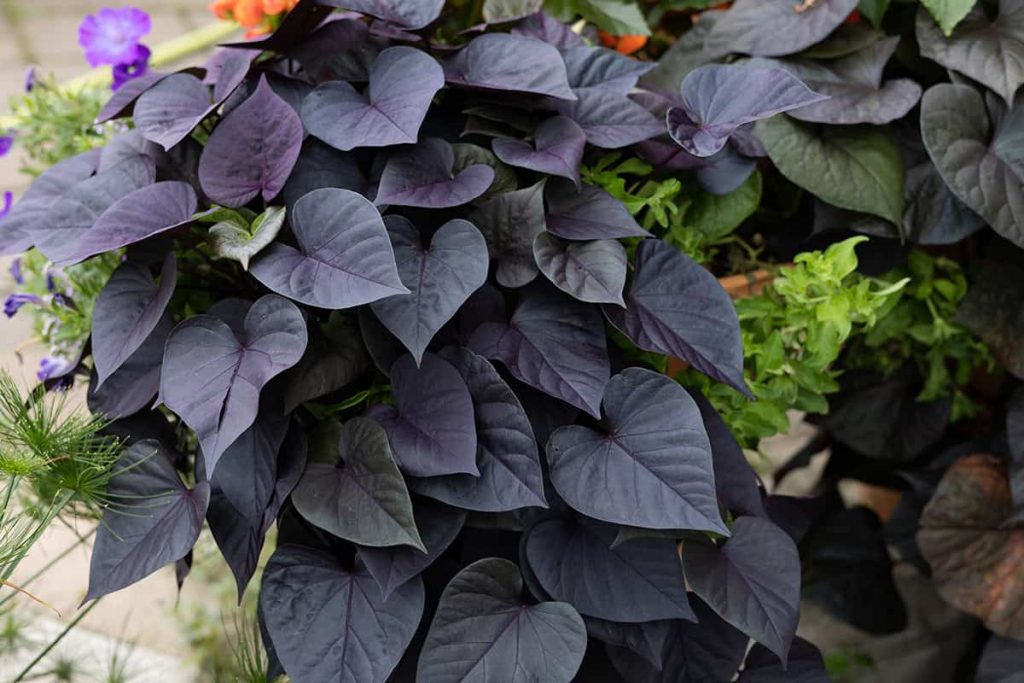 30 Best Plants for Front Porches That Look Good All Year - Plantglossary