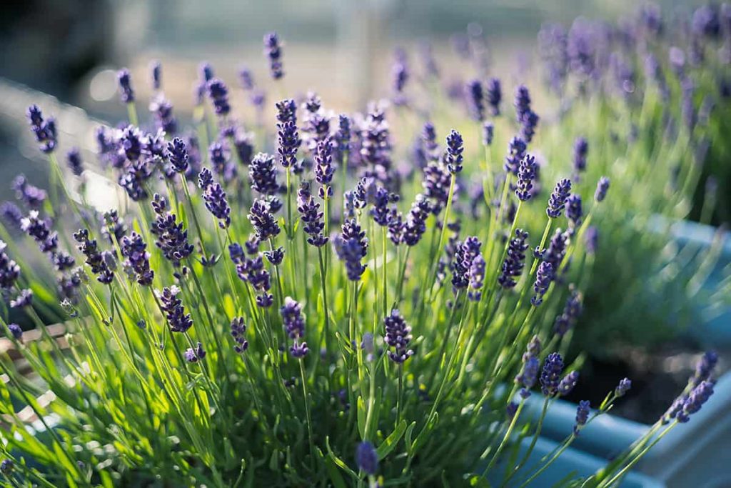 How to Grow and Care for Lavender Plants - Plantglossary