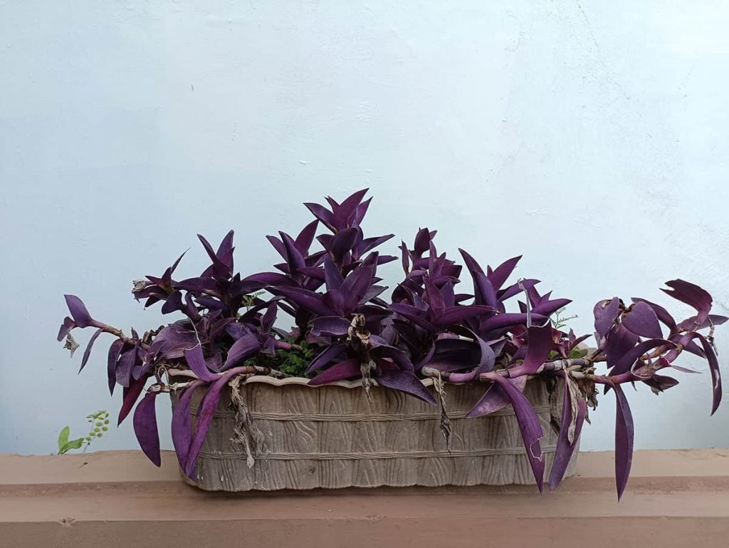How to Care for A Purple Heart Plant - Plantglossary