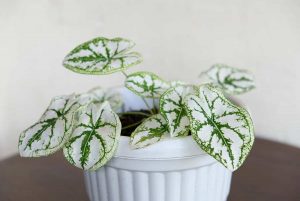 How to Grow and Care For White Christmas Caladium - Plantglossary