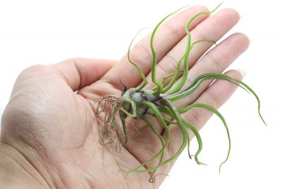 Caring for Air Plants – Everything You Need to Know - Plantglossary