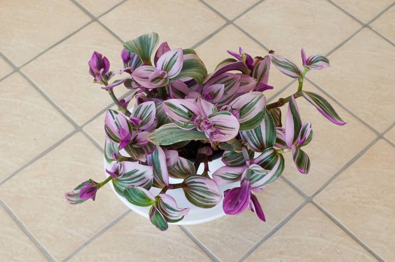 18 Pink Houseplants That Will Make Your Home Pop - Plantglossary