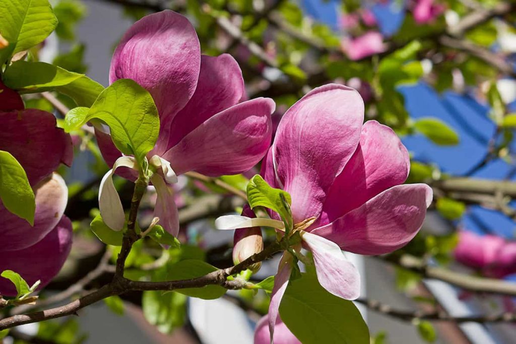 18 Spring Blooming Trees to Enhance Your Landscape - Plantglossary
