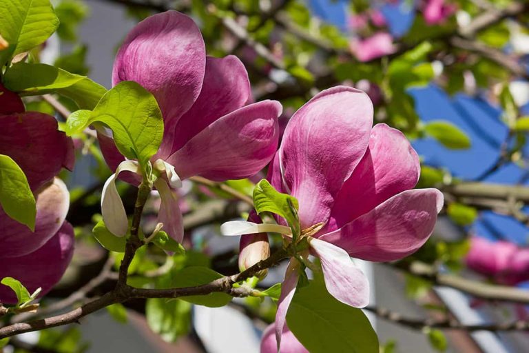 18 Spring Blooming Trees to Enhance Your Landscape - Plantglossary