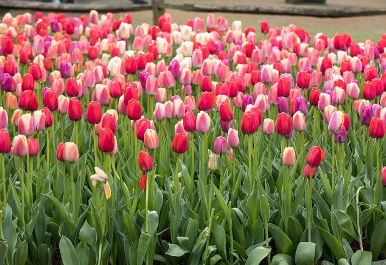 10 Flowers in Season in May – A Guide to Seasonal Blooms - Plantglossary