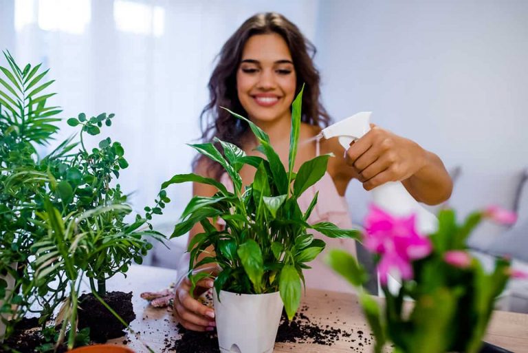 How to Water Houseplants (with Watering Charts) - Plantglossary
