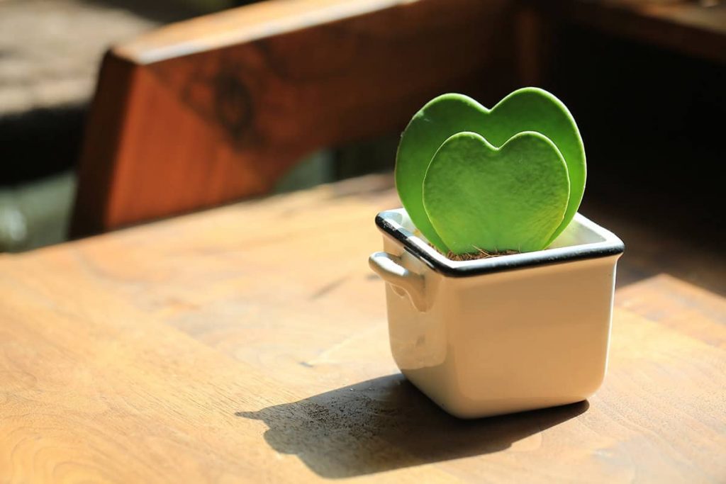 21 Unusual Houseplants That Are Anything But Extraordinary - Plantglossary