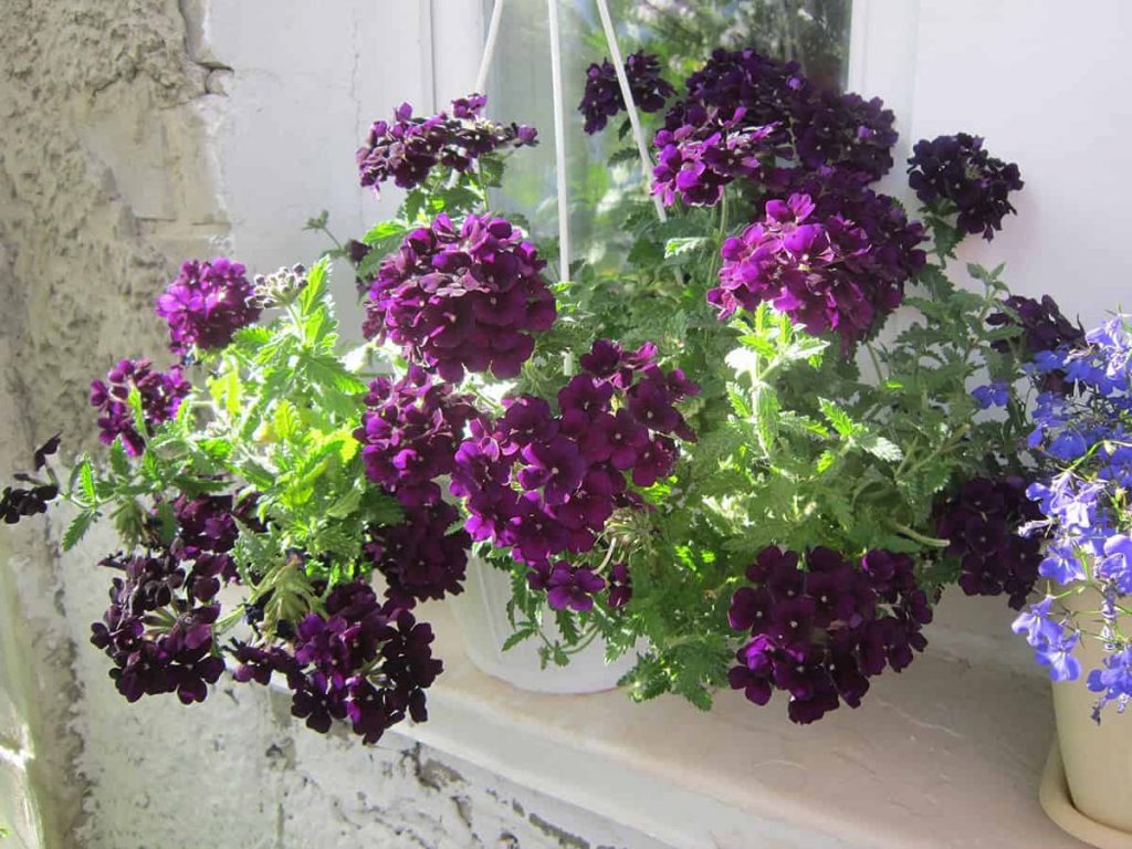 20 Best Flowers for Your Window Boxes - Plantglossary