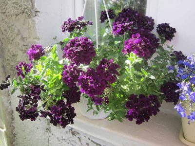 20 Best Flowers for Your Window Boxes - Plantglossary