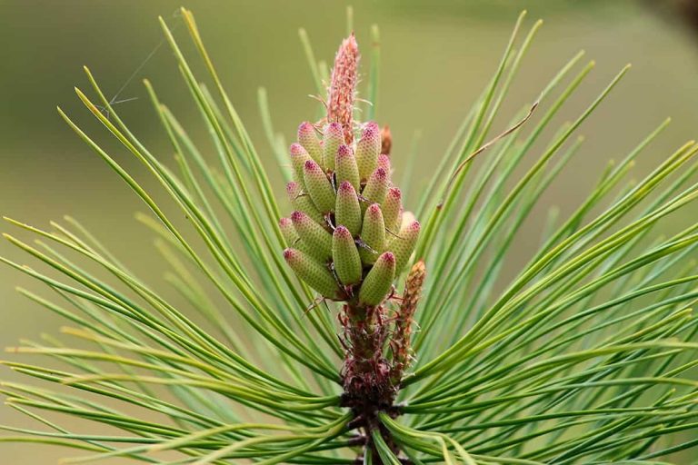 30 Different Types of Pine Trees You Can Grow - Plantglossary
