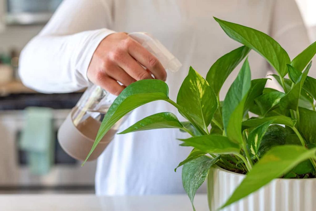 Pothos Basic Care Guide – The Complete Guide - Plantglossary