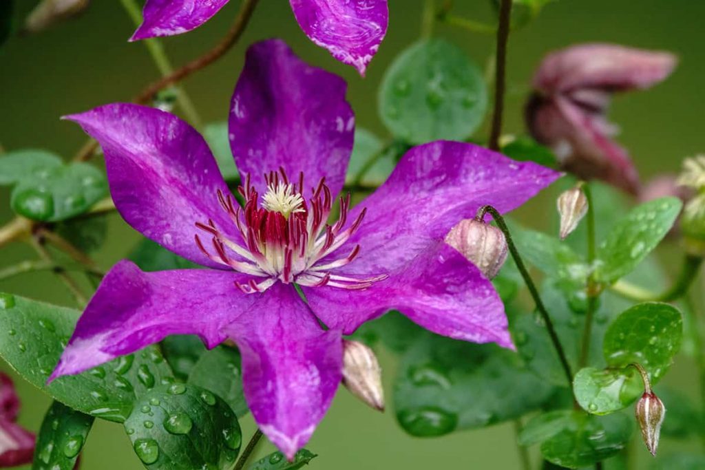 How to Grow and Care For Clematis Vine - Plantglossary