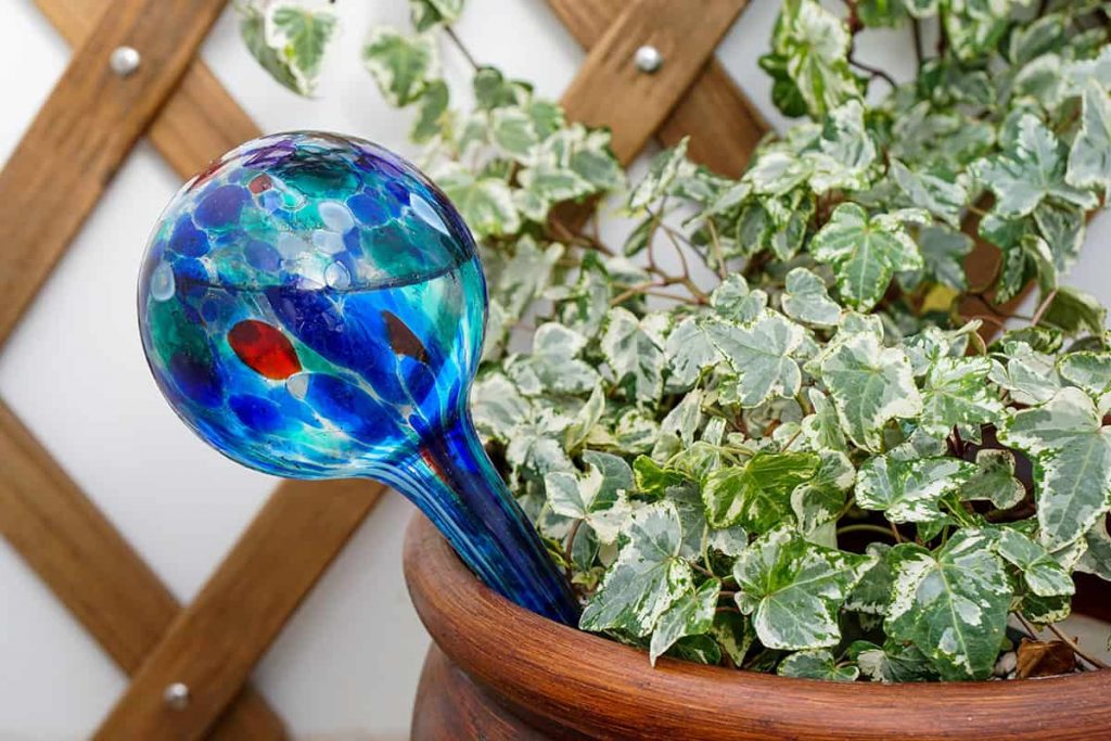 A Complete Care Guide to Ivy Plants - Plantglossary