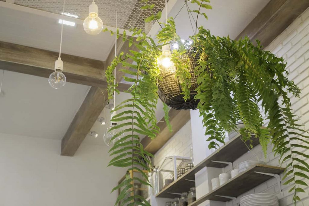 13 Ways to Hang Plants On Ceilings Without Drilling - Plantglossary