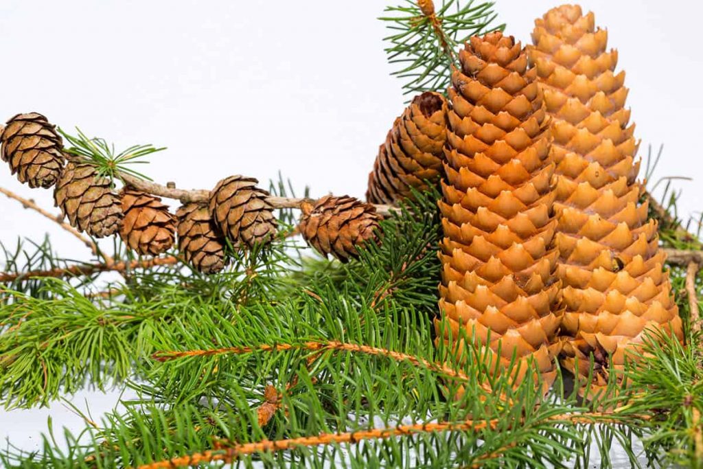 30 Different Types of Pine Trees You Can Grow - Plantglossary