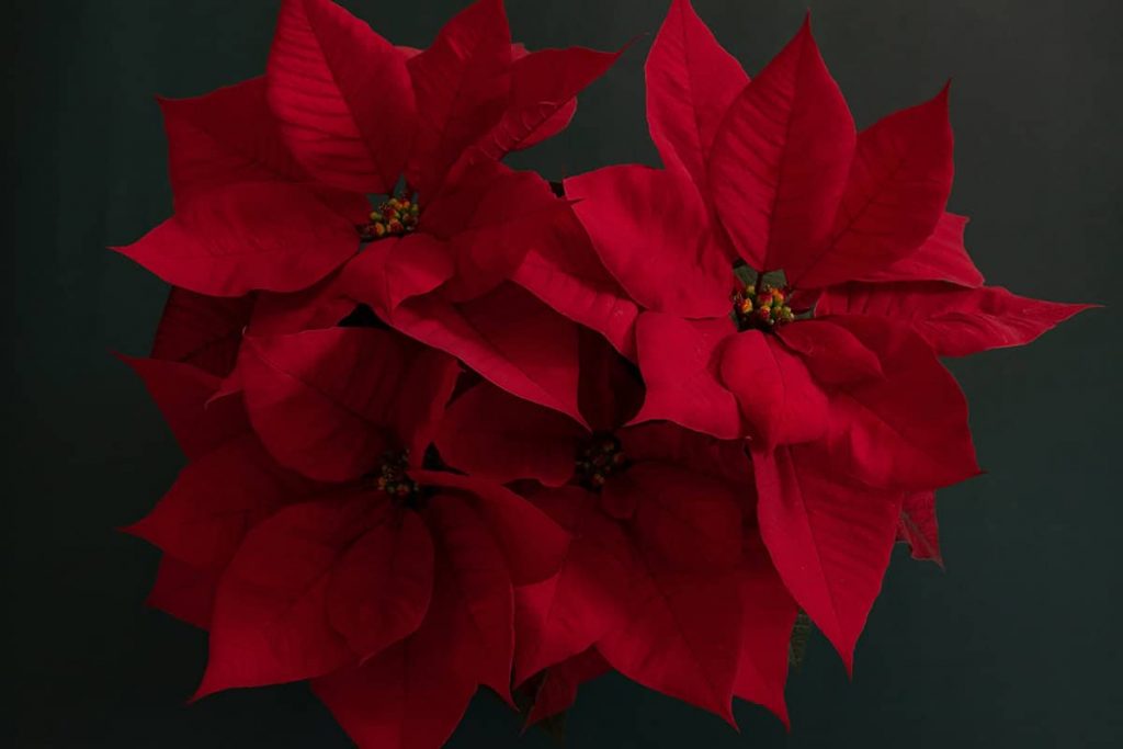 How to Care for Poinsettia For Lasting Blooms - Plantglossary