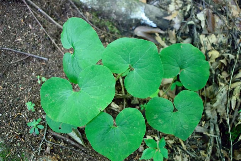 20 Medicinal Wild Plants with Powerful Medicinal Benefits - Plantglossary