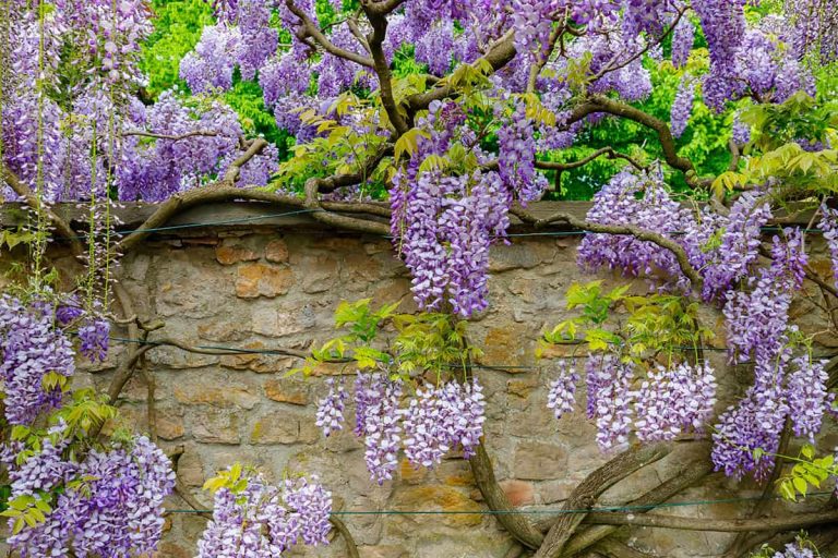 18 Spring Blooming Trees to Enhance Your Landscape - Plantglossary