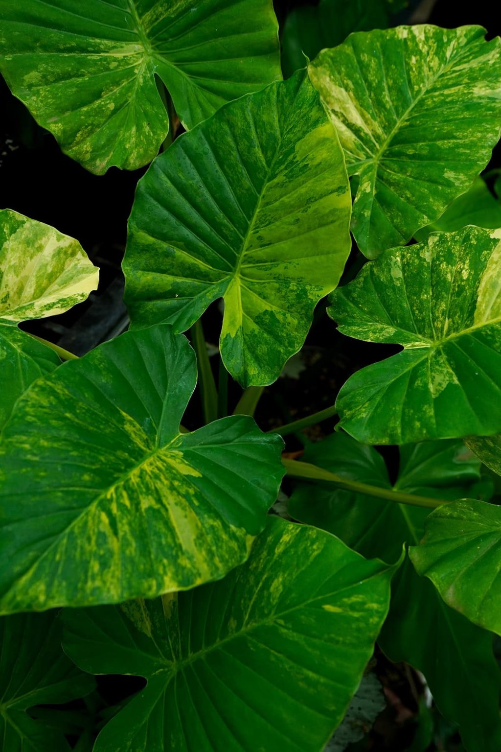25 Stunning Types of Elephant Ear Plants - Plantglossary