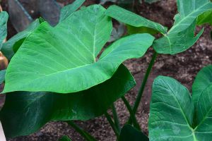 25 Stunning Types of Elephant Ear Plants - Plantglossary
