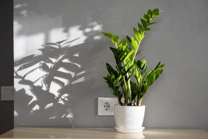 15 Common Houseplants and Their Symbolism - Plantglossary
