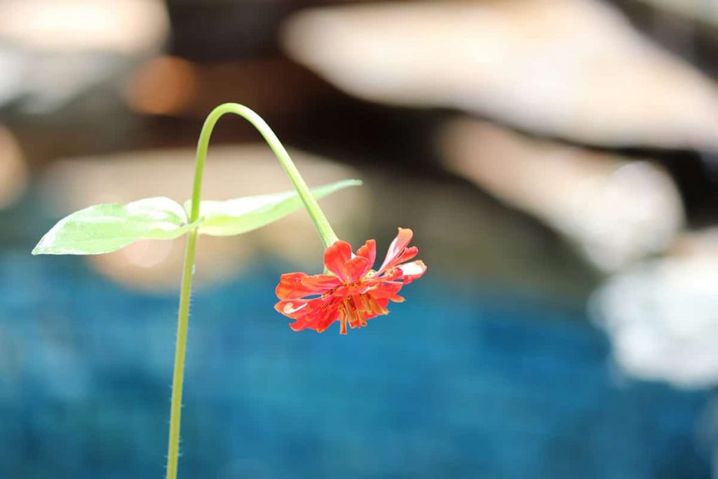 20 Best Plants Around the Pool - Plantglossary