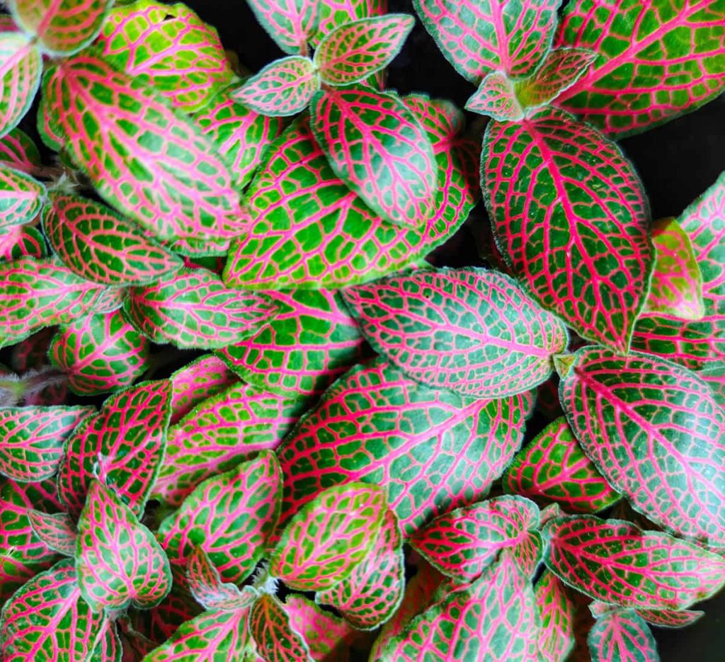 18 Pink Houseplants That Will Make Your Home Pop - Plantglossary