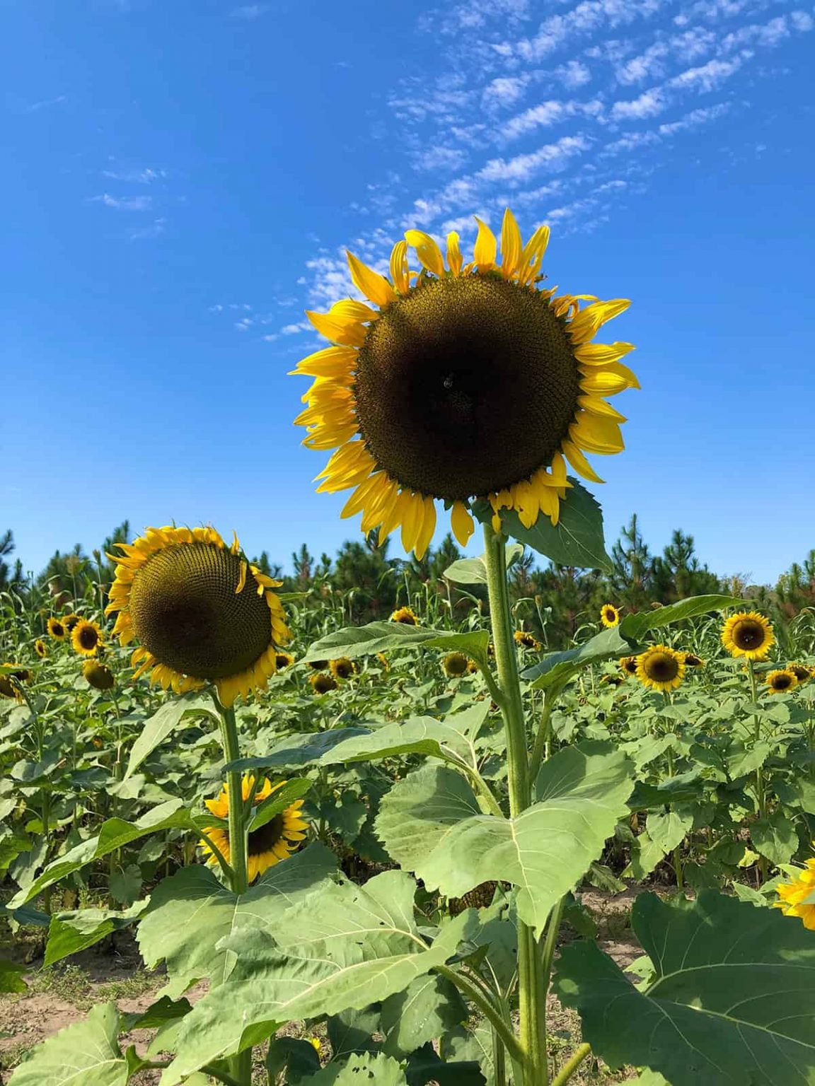 How to Grow Giant Sunflowers - Plantglossary