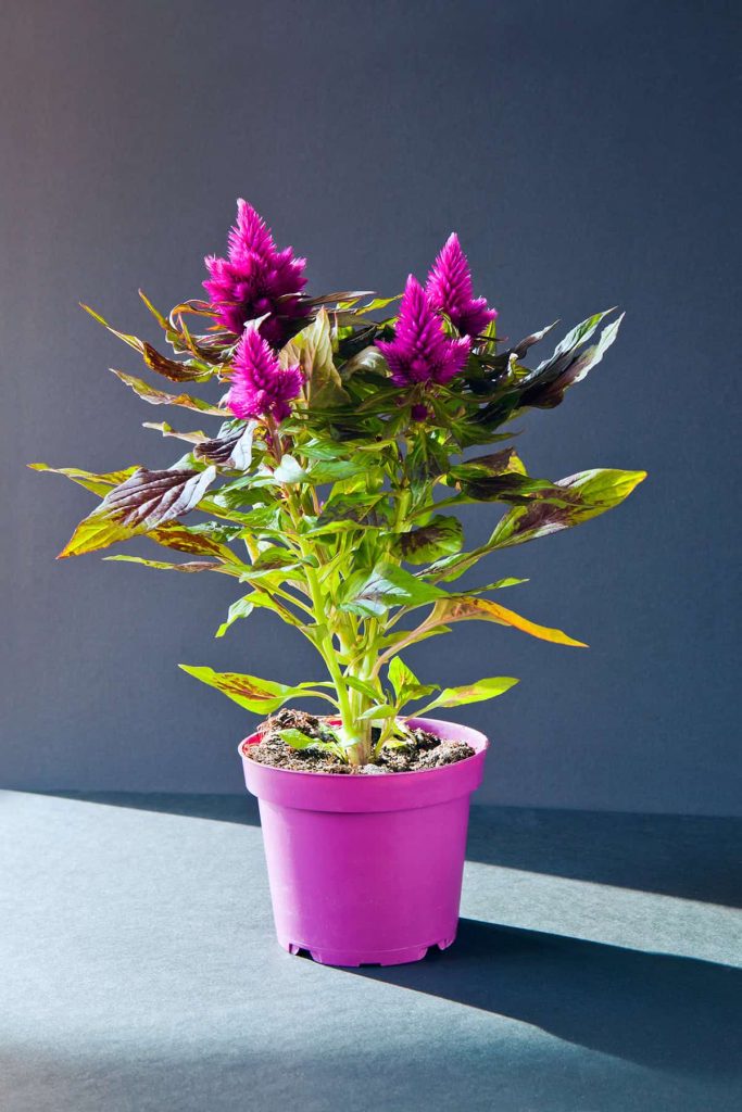 20 Perennials That Thrive in Pots for Limited Garden Spaces - Plantglossary