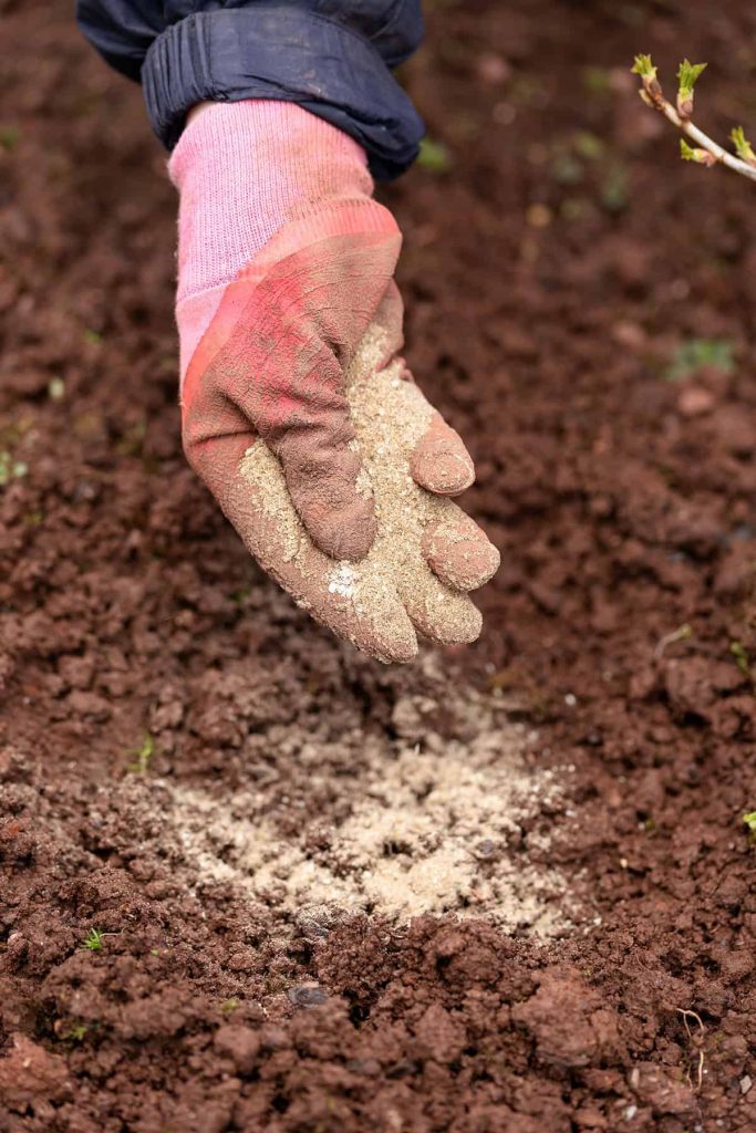 13 Things To Put In Your Tomato Planting Hole for Optimal Growth ...