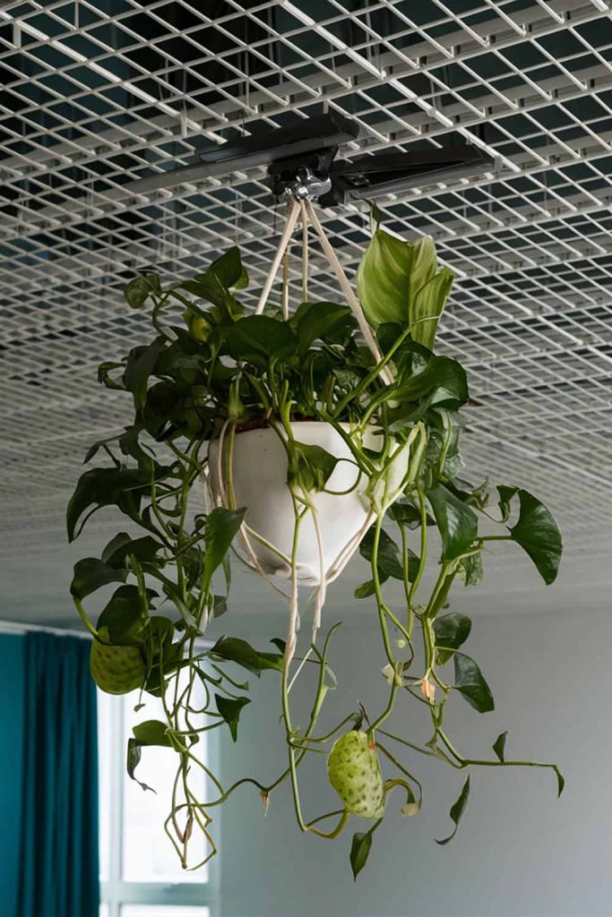 13 Ways to Hang Plants On Ceilings Without Drilling - Plantglossary