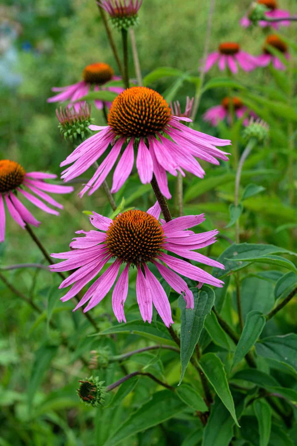 25 Beautiful Flowers to Plant In September - Plantglossary