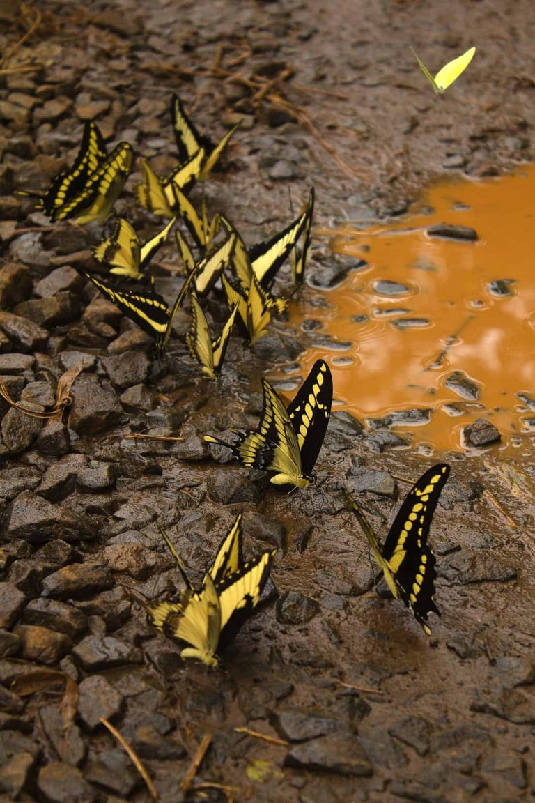 15 Effective Ways to Create a Butterfly Garden - Plantglossary