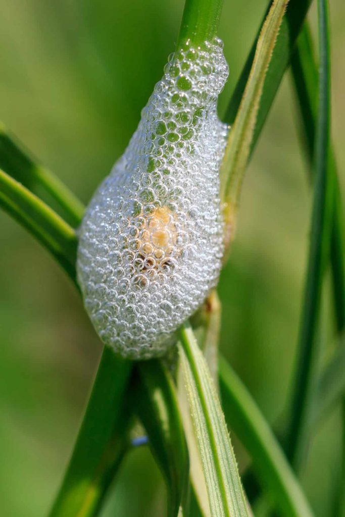 Spittlebugs and Their Cuckoo Spit – Do They Cause Harm? - Plantglossary