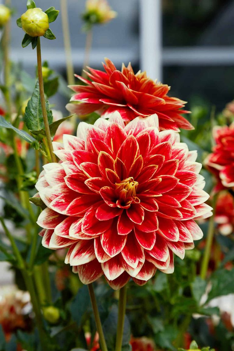 20 Summer Plants For a Blooming Garden - Plantglossary