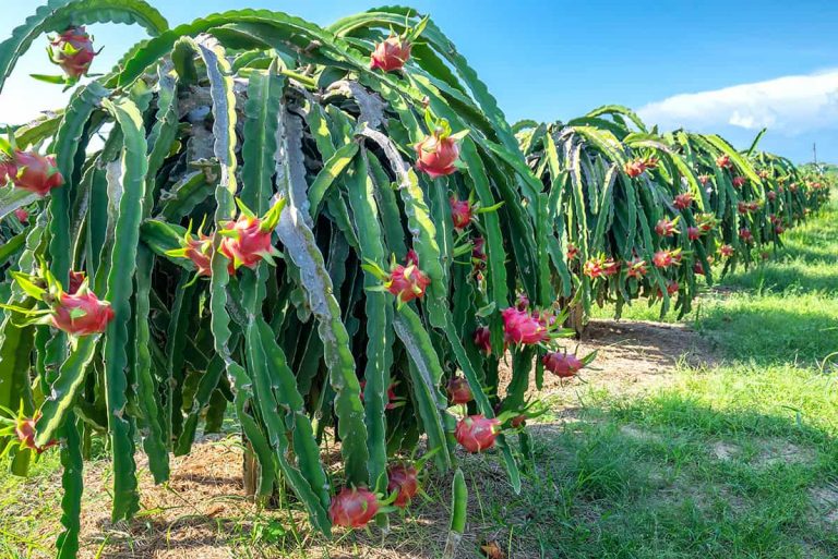 Dragon Fruit Plant Growing and Care Guide - Plantglossary