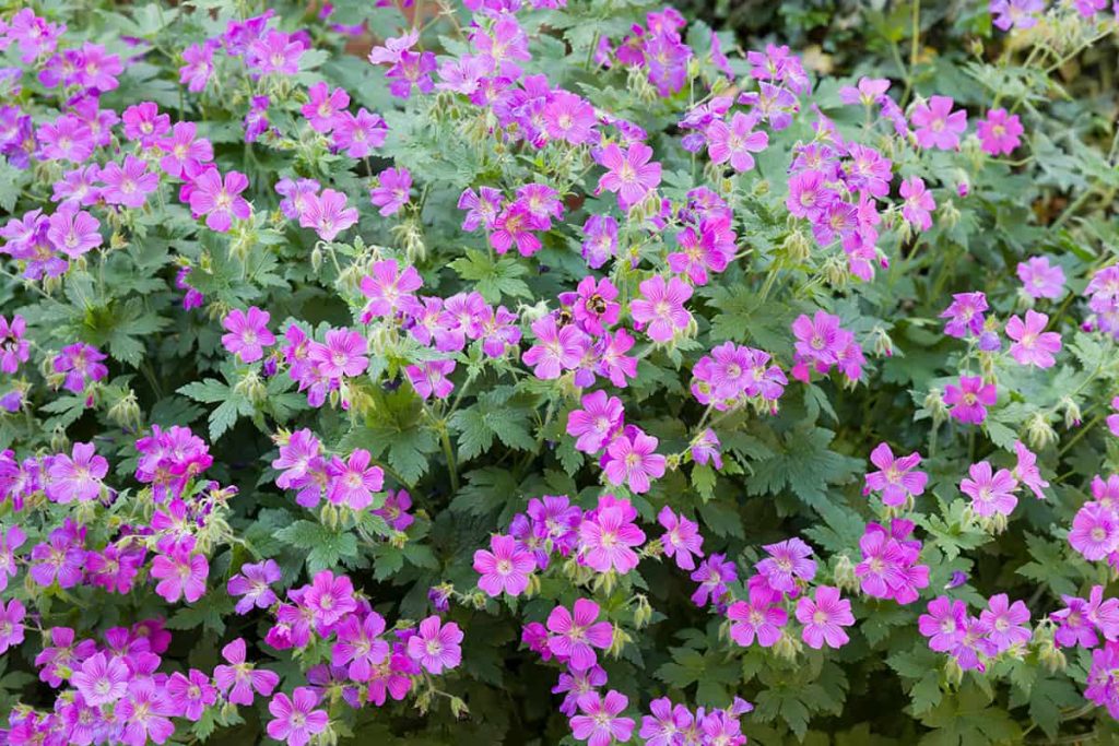 14 Plants That Keep Squirrels Away From Your Garden - Plantglossary