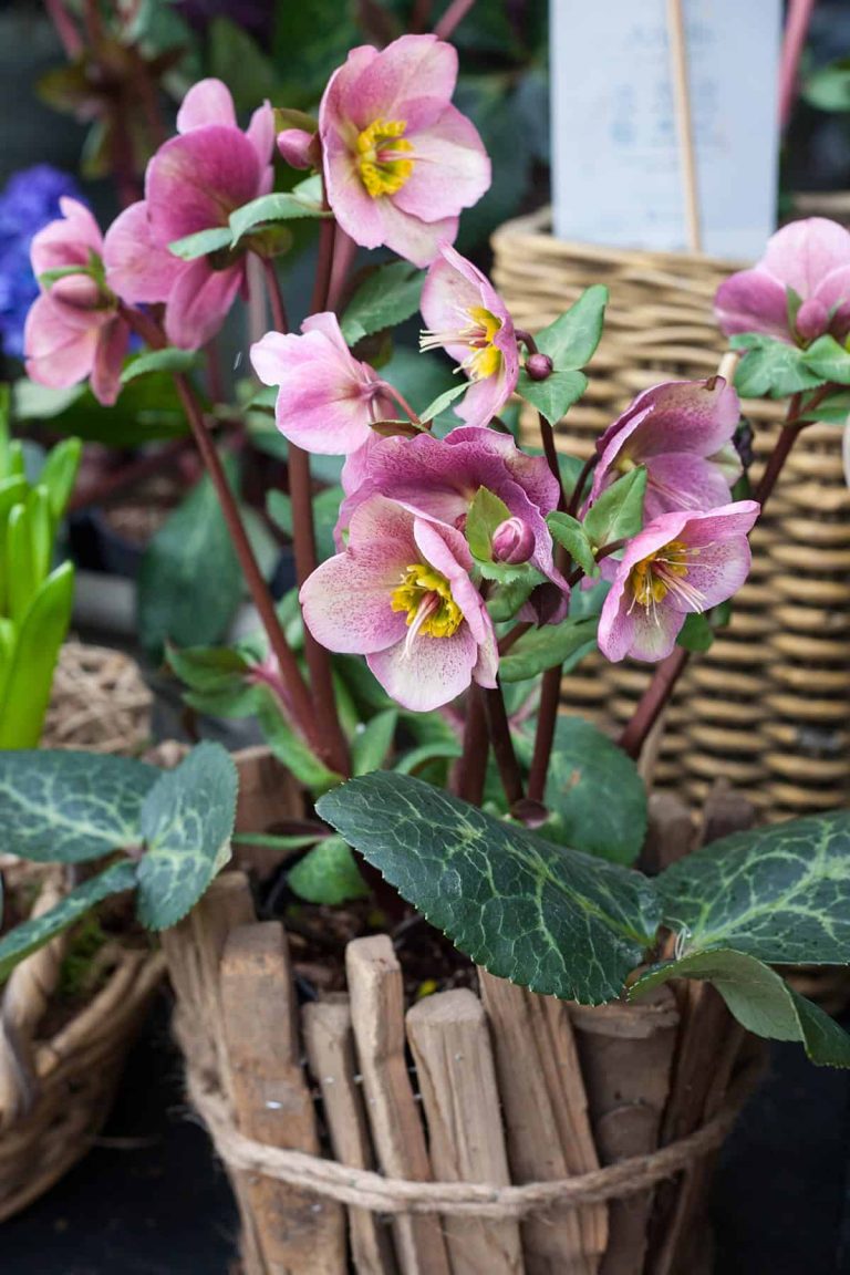 20 Perennials That Thrive in Pots for Limited Garden Spaces - Plantglossary
