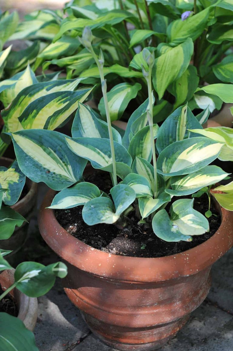 20 Perennials That Thrive in Pots for Limited Garden Spaces - Plantglossary