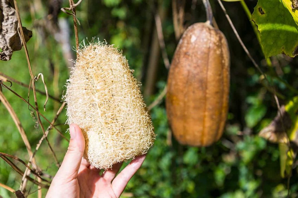 20 Medicinal Wild Plants with Powerful Medicinal Benefits - Plantglossary