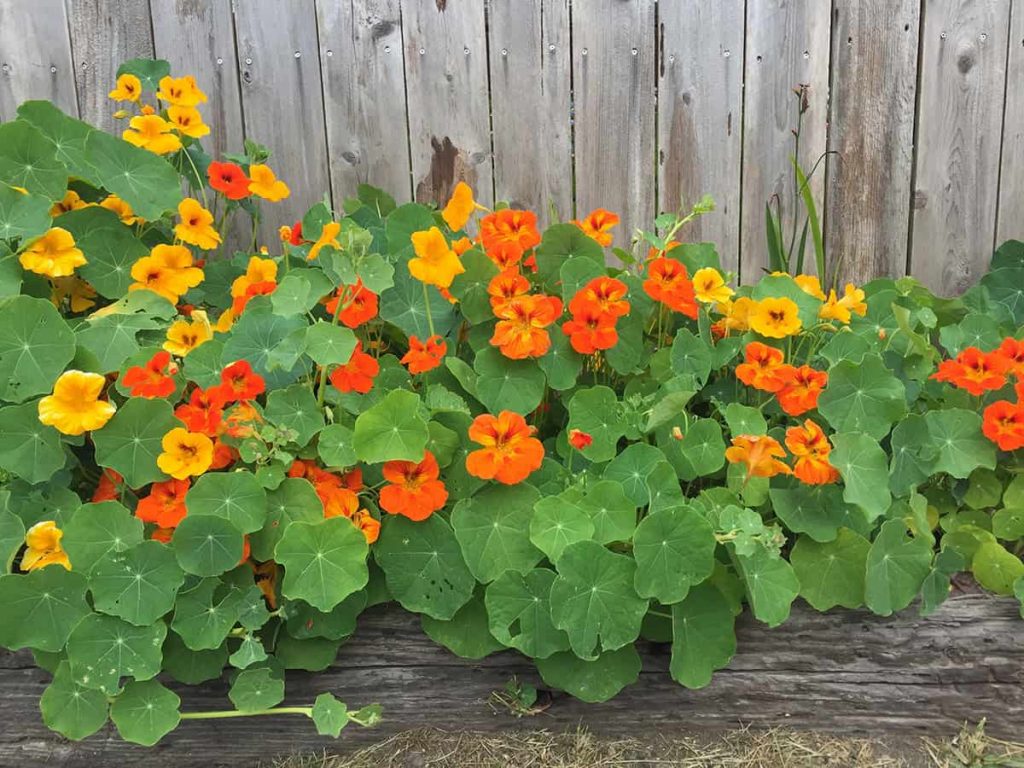 Oxalis Care Guide – Tips for a Thriving Shamrock Plant - Plantglossary