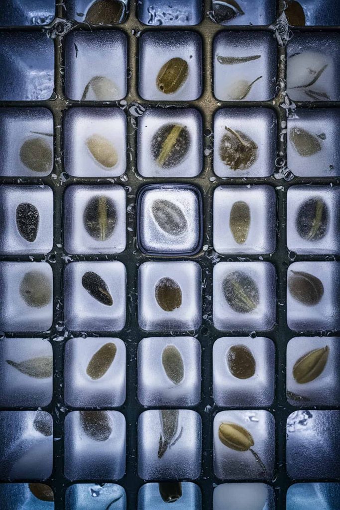 7 Effective Ways to Cold Stratify Seeds - Plantglossary