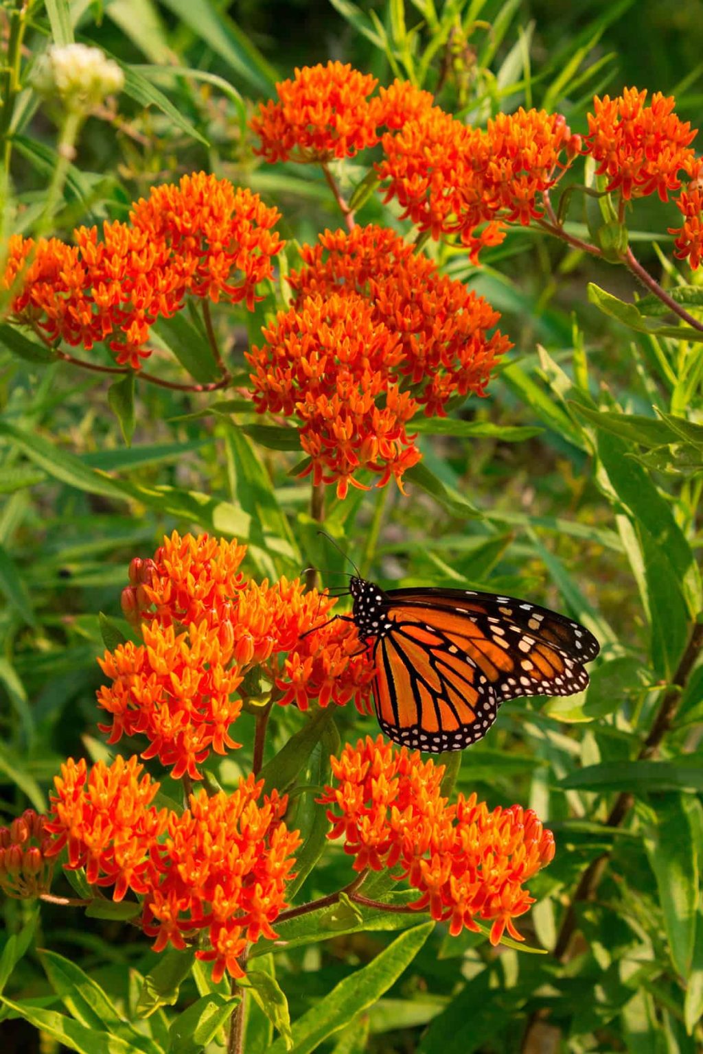 15 Effective Ways to Create a Butterfly Garden - Plantglossary