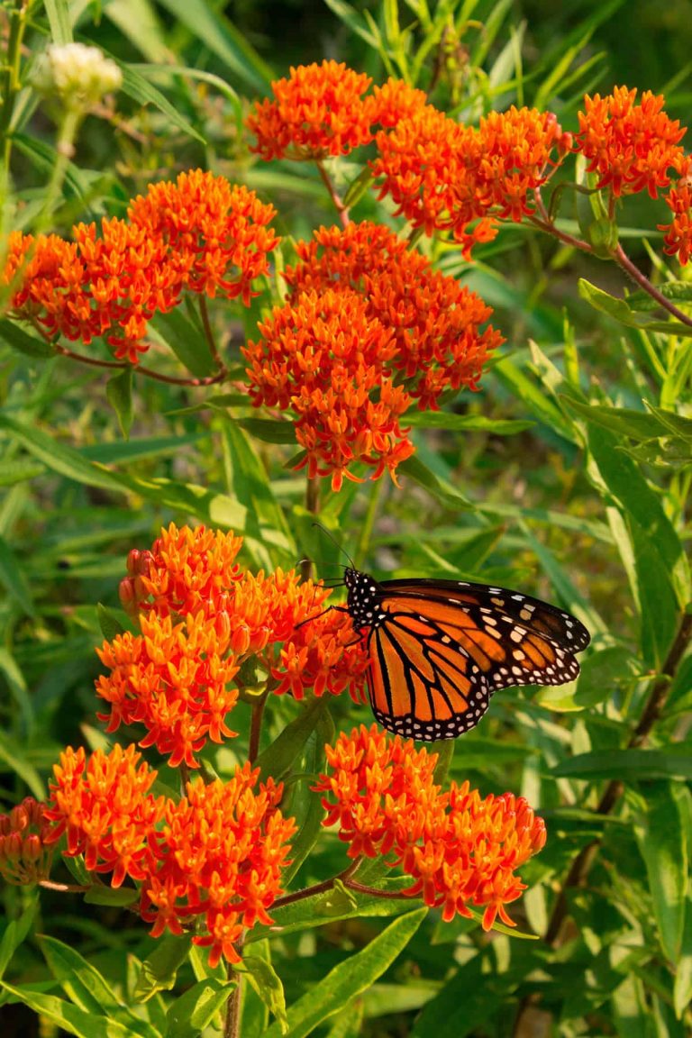15 Effective Ways to Create a Butterfly Garden - Plantglossary