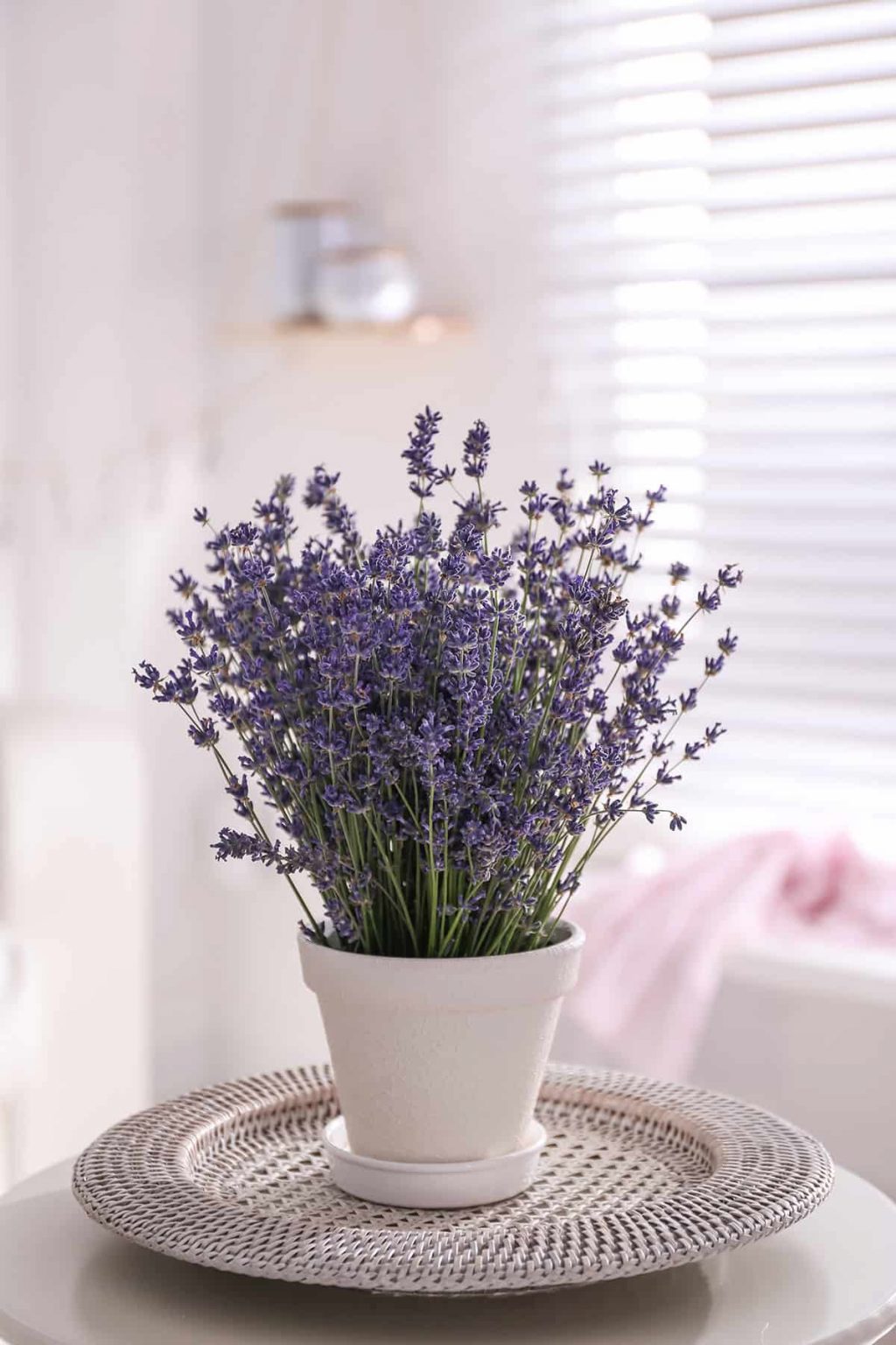 25 Summer Plants For a Blooming Garden - Plantglossary