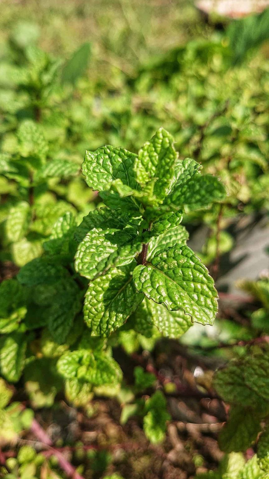 How to Grow Mint and 16 Ways to Use Mint - Plantglossary